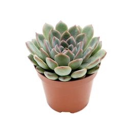 MeinVIPShop Sukulente Echeveria Aurora 14cm | Gr.: onesize