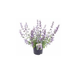 MeinVIPShop Katzenminze Nepeta 'Walker's Low' Busch 45cm XXL | Gr.: onesize
