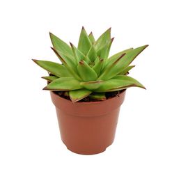 MeinVIPShop Sukulente Echeveria Ebony 14cm | Gr.: onesize