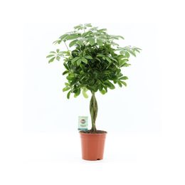 MeinVIPShop Schefflera arboricola geflochtene Stamm | Gr.: onesize