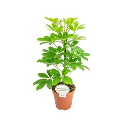 MeinVIPShop Kleine Strahlenaralie Schefflera arboricola 'Nora'45cm | Gr.: onesize