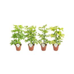 MeinVIPShop Strahlenaralie Schefflera 4er Set 45 cm | Gr.: onesize