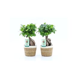 MeinVIPShop Ficus Ginseng 2er mit &Uuml;bertopf | Gr.: onesize