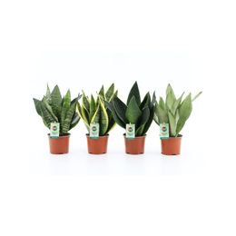 MeinVIPShop Bogenhanf Sansevieria 4er Set | Gr.: onesize