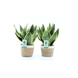 MeinVIPShop Bogenhanf Sansevieria trifasciata 2er Set mit &Uuml;bertopf | Gr.: onesize