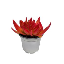 MeinVIPShop Sukulente Crassula On Fire | Gr.: onesize