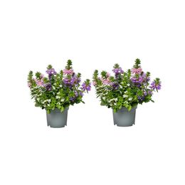 MeinVIPShop F&auml;cherblume Scaevola aemula Trio 2er Set | Gr.: onesize