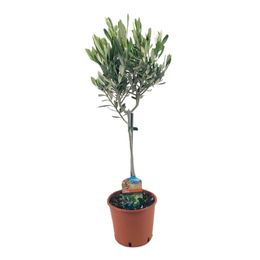MeinVIPShop Mediteraner Olivenbaum 50cm | Gr.: onesize