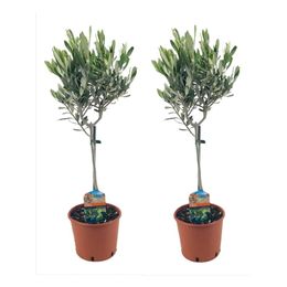 MeinVIPShop Mediteraner Olivenbaum 50cm 2er Set | Gr.: onesize