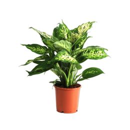 MeinVIPShop Dieffenbachia Compacta Zimmerpflanze 40cm | Gr.: onesize