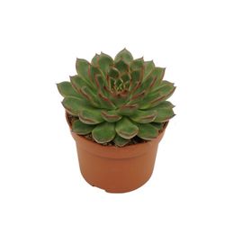 MeinVIPShop Sukulente Echeveria Skat XXL 17cm | Gr.: onesize