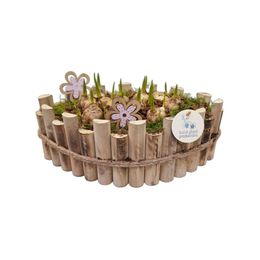 MeinVIPShop Pflanzschale Arrangementen Muscari 35cm | Gr.: onesize