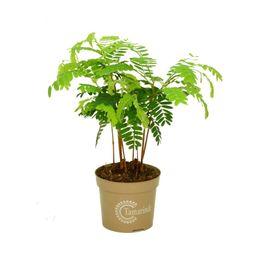 MeinVIPShop Indische Dattel Tamarindus indica 60cm | Gr.: onesize