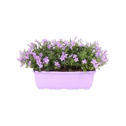 MeinVIPShop Glockenblumen Arrangement 27cm | Gr.: onesize