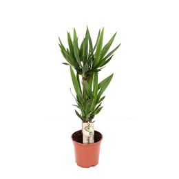 MeinVIPShop Yucca Palme XXL 90cm | Gr.: onesize