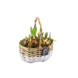 MeinVIPShop Arrangement K&ouml;rbchen mit bunten Fr&uuml;hlingsblumen 22cm | Gr.: onesize
