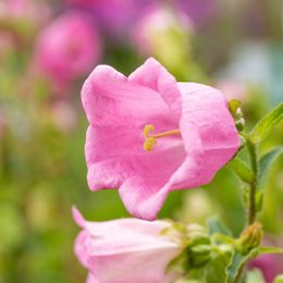 Marien-Glockenblume 'Rosa' - 3 St&uuml;ck Liefergr&ouml;&szlig;e: | 3 St&uuml;ck