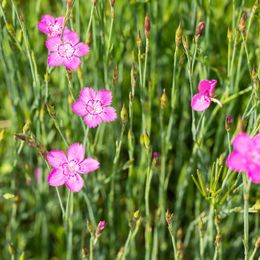 Rosarote Heidenelken - 3 St&uuml;ck Liefergr&ouml;&szlig;e: | 3 St&uuml;ck