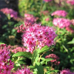 Roter Spierstrauch 'Dart's Red' 2 Liter, 20 - 30 cm Liefergr&ouml;&szlig;e: 20 - 30 cm