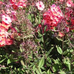 Edelphlox 'Adessa Orange' Lieferform: Im 1 Liter Topf