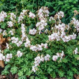 Storchschnabel 'Bressingham Pink' Lieferform: Im 9 cm Topf