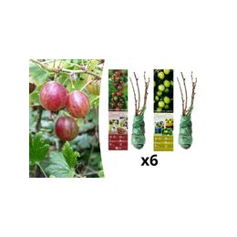 GARDENZO 6er-Set: Stachelbeeren in Bunt | Gr.: onesize