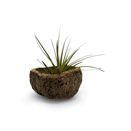 MeinVIPShop Exotische Qurico Nuss Schale mit Tillandsia gr&uuml;n | Gr.: onesize