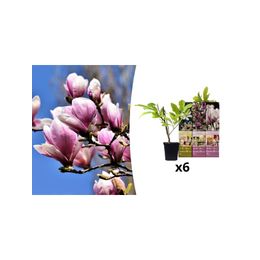 GARDENZO 6er-Set: Magnolien in Bunt | Gr.: onesize
