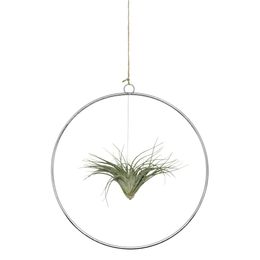 MeinVIPShop Kombination aus Tillandsia im Loop silber | Gr.: onesize