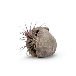MeinVIPShop Exotische Pterygota alata Schale wei&szlig; mit Tillandsia 1er Set rosa | Gr.: onesize