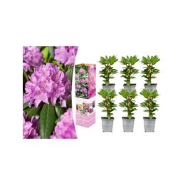 GARDENZO 6er-Set: Rhododendron Roseum Elegans in Rosa | Gr.: onesize