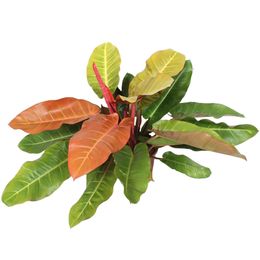 Philodendron 'Prince of Orange' 27 cm Topf