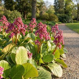 Bergenie 'Winterglut' 9 cm-Topf Lieferform: Im 9 cm Topf