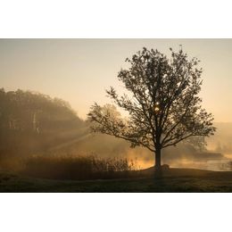 papermoon Fototapete "Baum im Feld", B/L: 5m x 2,8m, Bahnen: 10 Stk., bunt, Schlafzimmer, Tapeten