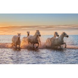 papermoon Fototapete "Photo-Art ANTONI FIGUERAS BARRANCO, CAMARGUE-PFERDE II", B/L: 5m x 2,8m, Bahnen: 10 Stk., bunt, Schlafzimmer, Tapeten