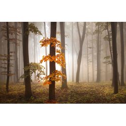 papermoon Fototapete "Photo-Art NICOLAS SCHUMACHER, IM NOVEMBER", B/L: 4,5m x 2,8m, Bahnen: 9 Stk., bunt, Schlafzimmer, Tapeten