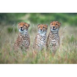 papermoon Fototapete "Photo-Art XAVIER ORTEGA, CHEETAH CUBS", B/L: 4,5m x 2,8m, Bahnen: 9 Stk., bunt, Schlafzimmer, Tapeten