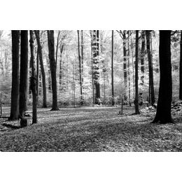 papermoon Fototapete "Wald Schwarz & Wei&szlig;", B/L: 4,5m x 2,8m, Bahnen: 9 Stk., schwarz, Schlafzimmer, Tapeten