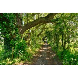 papermoon Fototapete "Waldweg", B/L: 3,5m x 2,6m, Bahnen: 7 Stk., bunt, Schlafzimmer, Tapeten