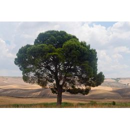 papermoon Fototapete "Baum in Landschaft", B/L: 4,5m x 2,8m, Bahnen: 9 Stk., bunt, Schlafzimmer, Tapeten