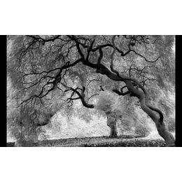 papermoon Fototapete "Mystic Trees Black & White", B/L: 4m x 2,6m, Bahnen: 8 Stk., bunt, Schlafzimmer, Tapeten
