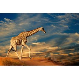 papermoon Fototapete "GIRAFFE-TIERE AFRIKA SAVANNE STEPPE D&Uuml;NE HIMMEL WOLKEN", B/L: 3,5m x 2,6m, Bahnen: 7 Stk., bunt, Schlafzimmer, Tapeten