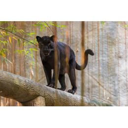 papermoon Fototapete "Panther", B/L: 3,5m x 2,6m, Bahnen: 7 Stk., bunt, Schlafzimmer, Tapeten