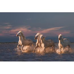 papermoon Fototapete "Photo-Art ROSTOVSKIY ANTON, ANGELS VON CAMARGUE", B/L: 5m x 2,8m, Bahnen: 10 Stk., bunt, Schlafzimmer, Tapeten