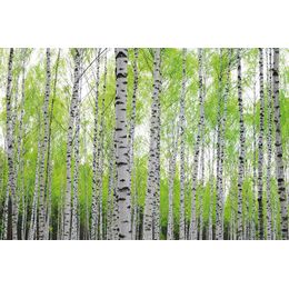 papermoon Fototapete "Birch Forest", B/L: 2,5m x 1,8m, bunt, Tapeten