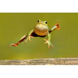 papermoon Fototapete "Springender Frosch", B/L: 5m x 2,8m, Bahnen: 10 Stk., bunt, Schlafzimmer, Tapeten