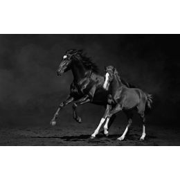 papermoon Fototapete "PFERDE IM GALOPP-STUTE MIT FOHLEN SCHWARZ WEI&szlig;TIERE", B/L: 5m x 2,8m, Bahnen: 10 Stk., bunt, Schlafzimmer, Tapeten