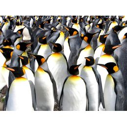 papermoon Fototapete "Pinguine", B/L: 3,5m x 2,6m, Bahnen: 7 Stk., bunt, Schlafzimmer, Tapeten