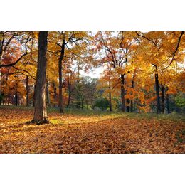 papermoon Fototapete "Herbstwald", B/L: 3,5m x 2,6m, Bahnen: 7 Stk., bunt, Schlafzimmer, Tapeten