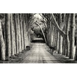papermoon Fototapete "Photo-Art SANDRA STIMAC, OHNE TITEL", B/L: 4,5m x 2,8m, Bahnen: 9 Stk., bunt, Schlafzimmer, Tapeten